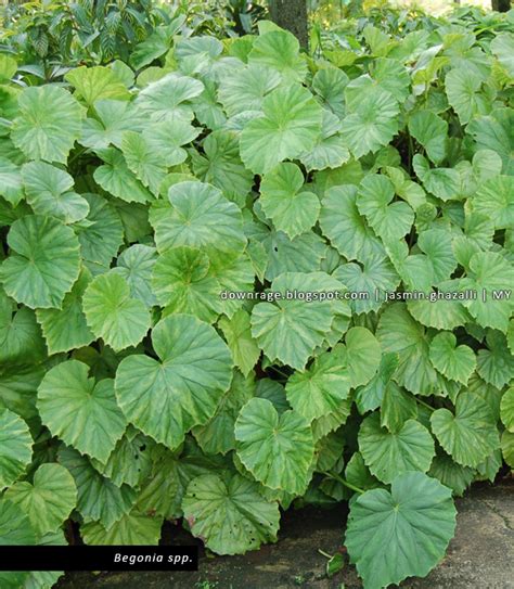 Begonia Spp Twija2 0