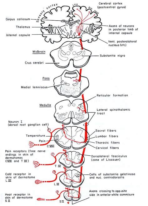 Spinothalamic Tract 네이버 블로그