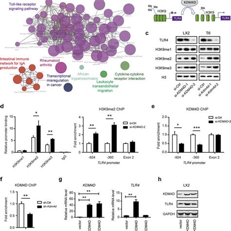 KDM4D Expression Is Up Regulated During HSC Activation A Schematic