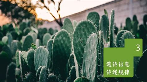 基因传递规律篇 232 遗传学相关基础 一轮复习笔记 知乎
