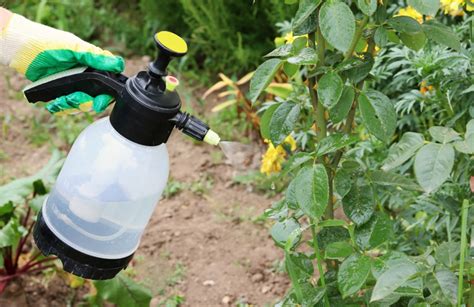 Army Worm Control Servicebamboo Mowing Gardening Brisbane