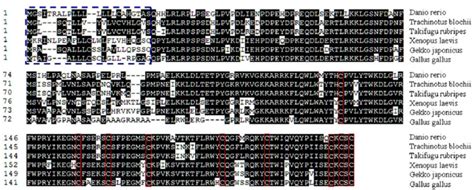 alignment of noggin2 using the megalign program dnastar by the