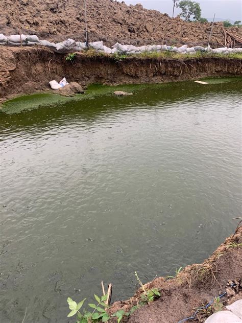 Catfish Farming In Ghana Farm Armelio