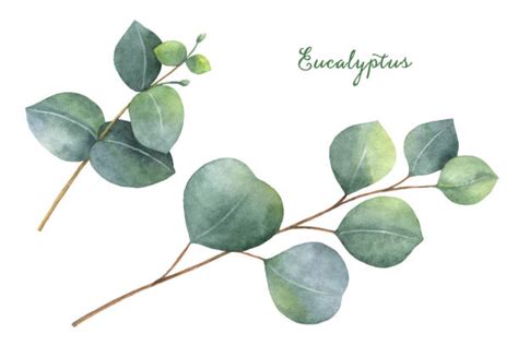 Best Eucalyptus Illustrations Royalty Free Vector Graphics And Clip Art