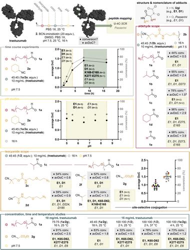 Site‐selective Protein Conjugation By A Multicomponent Ugi Reaction