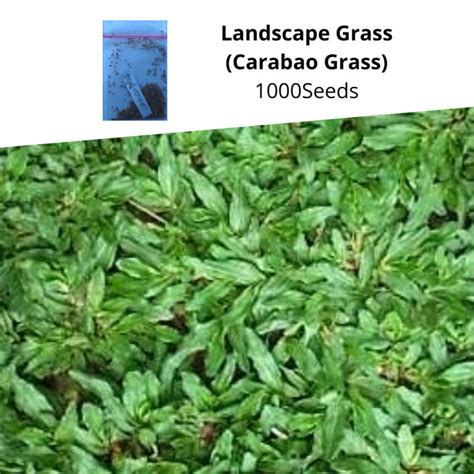 Landscape Grass Carabao Grass Seeds Fast Growing Forage Grass Good