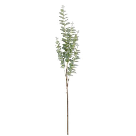 Buy 36 Gunnii Eucalyptus Stem Online Storehouse No9