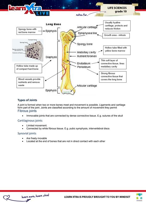 SOLUTION The Difference Between Compact Bone And Spongy Bone Studypool