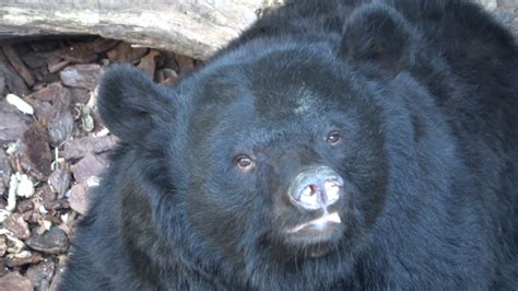 こっちを見たニホンツキノワグマの顔がめちゃくちゃかわいい【動画】 上野動物園マニア〜パンダやかわいすぎる動物たち