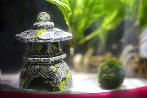 Saltwater Vs Freshwater Aquarium Which Should You Choose Maryland
