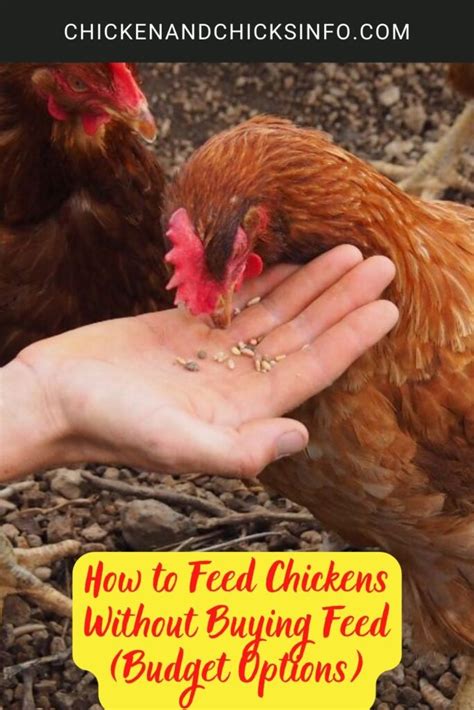 How To Feed Chickens Without Buying Feed Budget Options Chicken