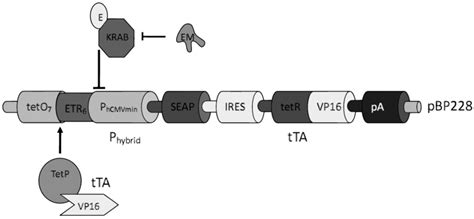 Molecular Configuration Of The Synthetic Hysteretic Mammalian Gene