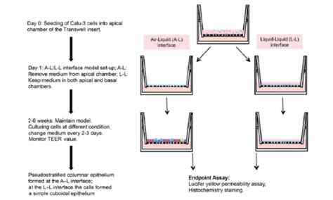 想做气液界面的皮肤细胞三维培养，在小室（康宁 24孔）里加多少体积的胶原溶液呀？ 丁香实验
