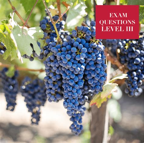 Wine Courses Wset Courses — Wine Training School