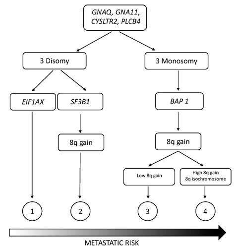 Mutational Evolution Of Different Molecular Subtypes Of Uveal Melanoma