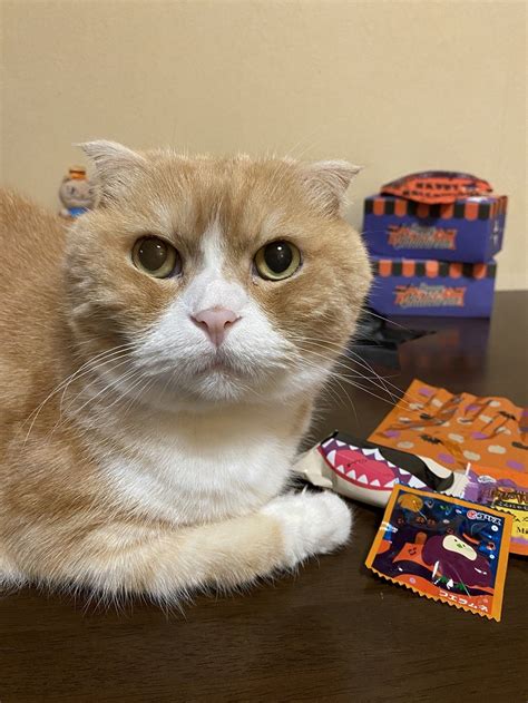 ハロウィンのお菓子頂きました！ きららの軌跡