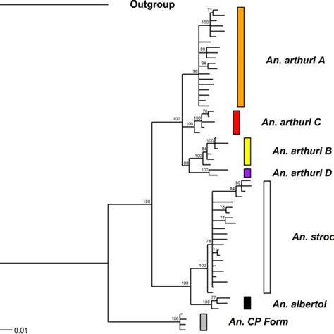 Bayesian Tree Of White Sequences From The Anopheles Strodei Subgroup Download Scientific