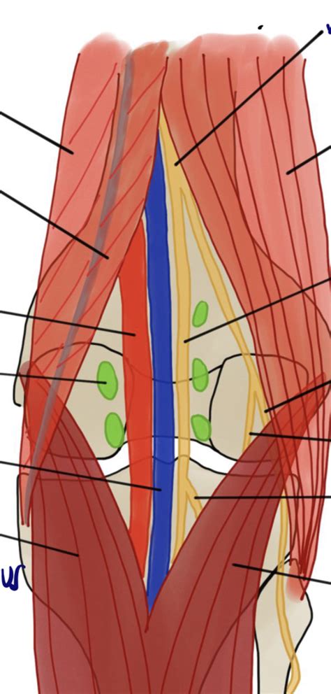 Popliteal Fossa Diagram Quizlet