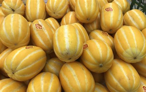 참외 수박 등 여름제철 과일 제대로 공급되나날씨 변수속에 무난 전망