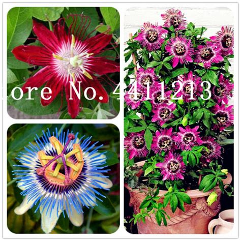 Passiflora Tropical Fruit Tree Seeds Free