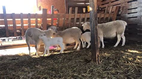 Наши овцы Белого Дорпера и первый выход барашка Youtube
