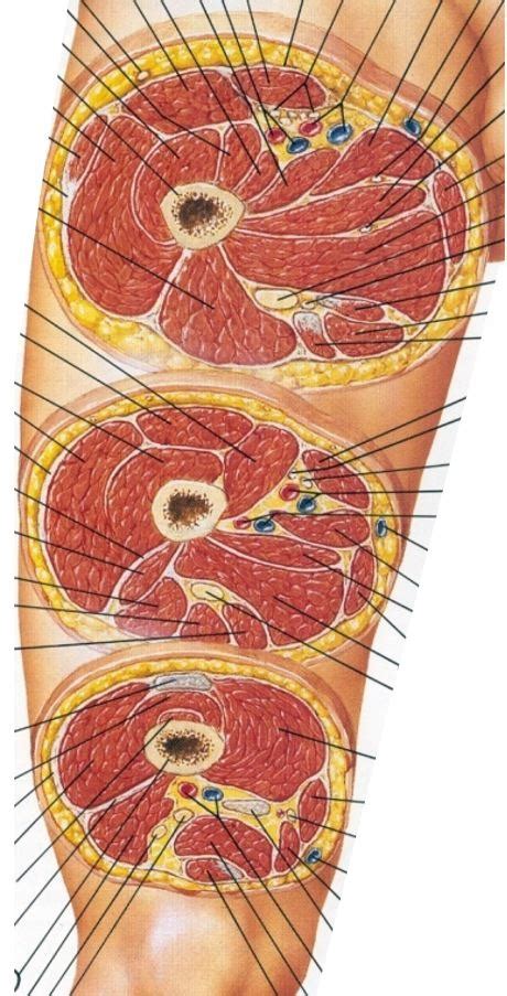 Leg Cross Section Diagram Quizlet