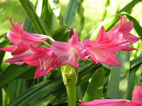 Crinum Lilies Ask The Green Genie