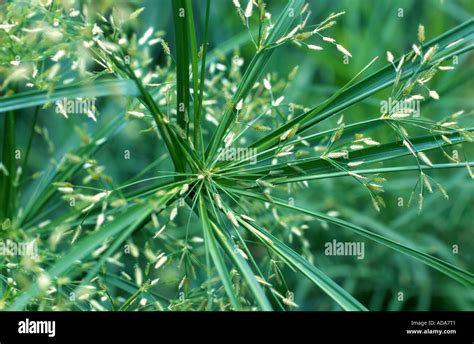 Cyperus Textilis Hi Res Stock Photography And Images Alamy