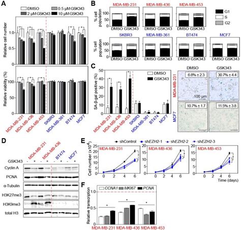 Epigenetic Co Deregulation Of EZH2 TET1 Is A Senescence Countering