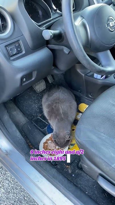 Good Morning Feral Kitties Cat Straycat Goodmorning Catlover