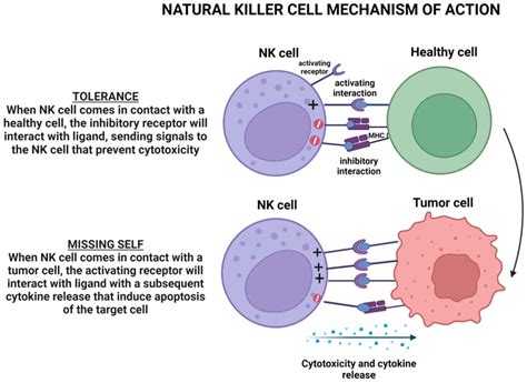 Nk Cell Activity The Engagement Of Nk Cell Inhibitory Or Activating