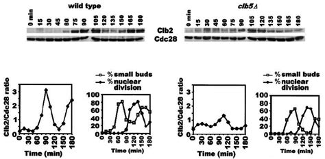 Reduced Levels Of Clb2 Protein In The Clb5 Mutant Wild Type Cells