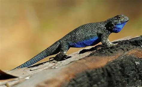 What Do Blue Belly Lizards Eat