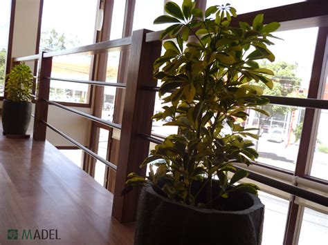 Showroom Madel Madel Lo Mejor De La Madera