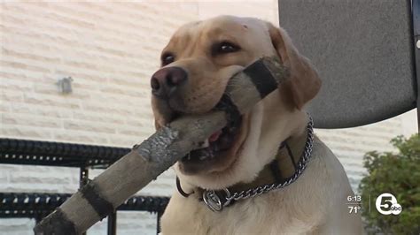 District Brings In K 9 Officer Instead Of Arming Teachers Video