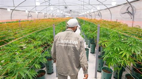 Aprobaron En Diputados La Ley De Cannabis Medicinal Y Cáñamo Industrial