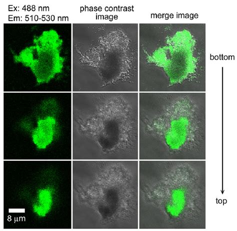 Z Axis Scanning Image Of Cnds In A Living A549 Cell By Laser Scanning