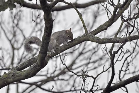 Squirrel Breeding Biology Courtship And Mating Chase Wildlife Online