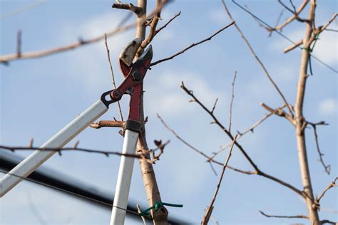 When Is The Best Time To Trim Trees For Proper Care Rooted Tree Service