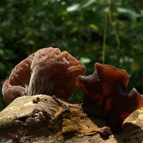 Jelly Fungi ~ Basidiomycota ~ Vics Tree Service ~ Uncategorized