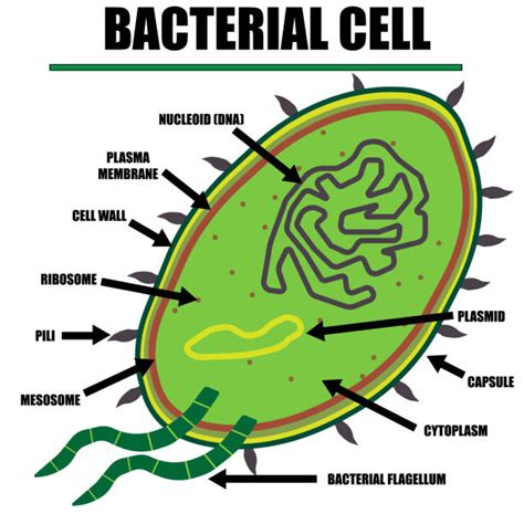 Prokaryotic Cell Structure Mesosome