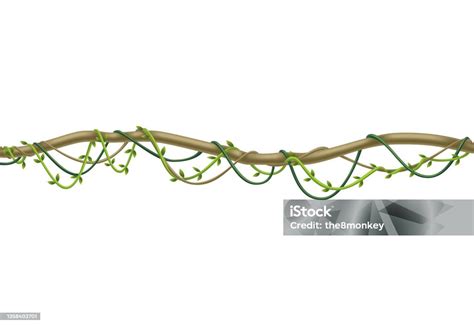 리아나 줄기 테두리 열대 우림 녹색 포도 나무 또는 나뭇가지에 매달려 트위스트 식물 만화 정글 크리퍼 열대 자연 식물 곱슬 머리에 대한 스톡 벡터 아트 및 기타 이미지
