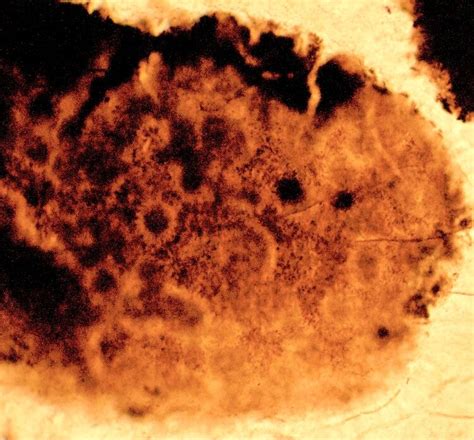 Ariel Malicse Ph D On Linkedin From My Thin Section Collection Plane Light Photomicrograph Of