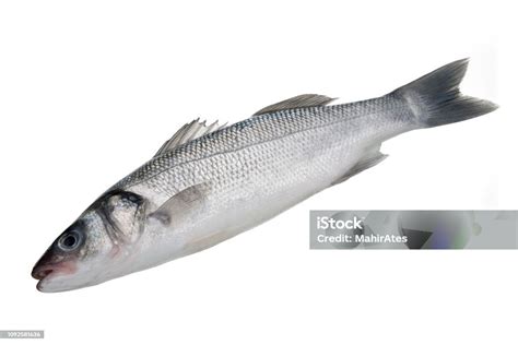 Ikan Bass Terisolasi Di Latar Belakang Putih Foto Stok Unduh Gambar
