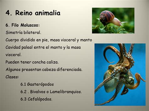 biología y geología ºbto Tema Principales grupos de seres vivos