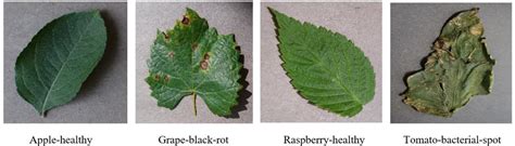 Figure 1 From Crop Disease Detection Using Deep Learning Techniques On