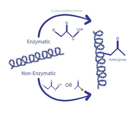 Post Translational Modifications Raybiotech Raybiotech