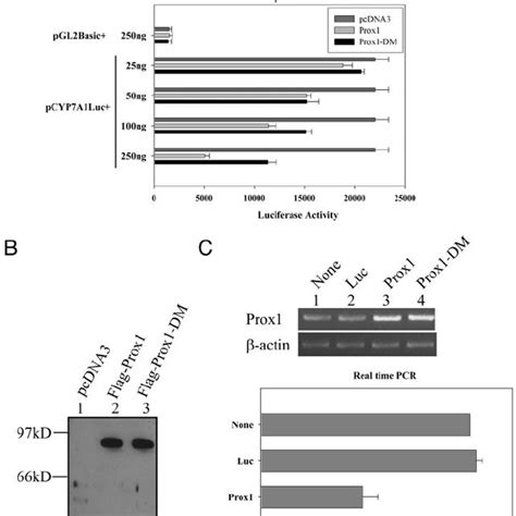 Prox1 Suppresses The Transcription Of Human Cyp7a1 Gene A
