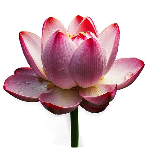 Lotus Png PNG Images 200
