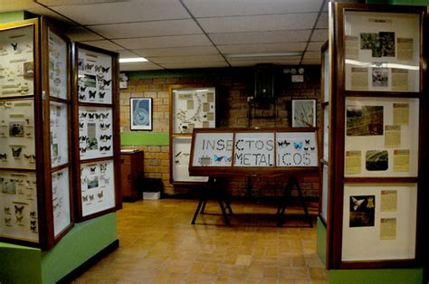El Museo De Insectos Digitaliza Sus Colecciones Biológicas